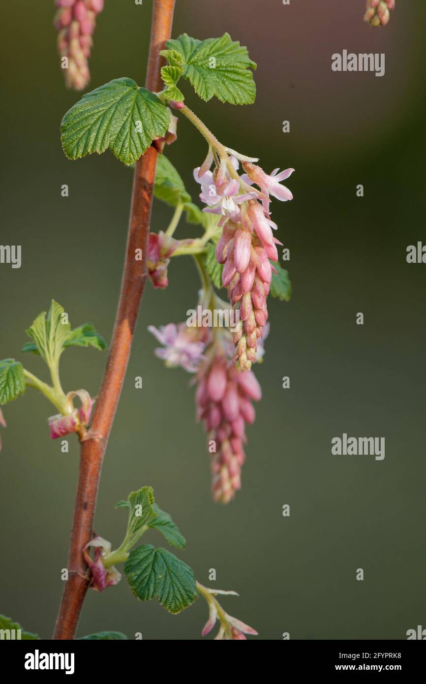 Branch of ribes sanguineum hi-res stock photography and images - Alamy