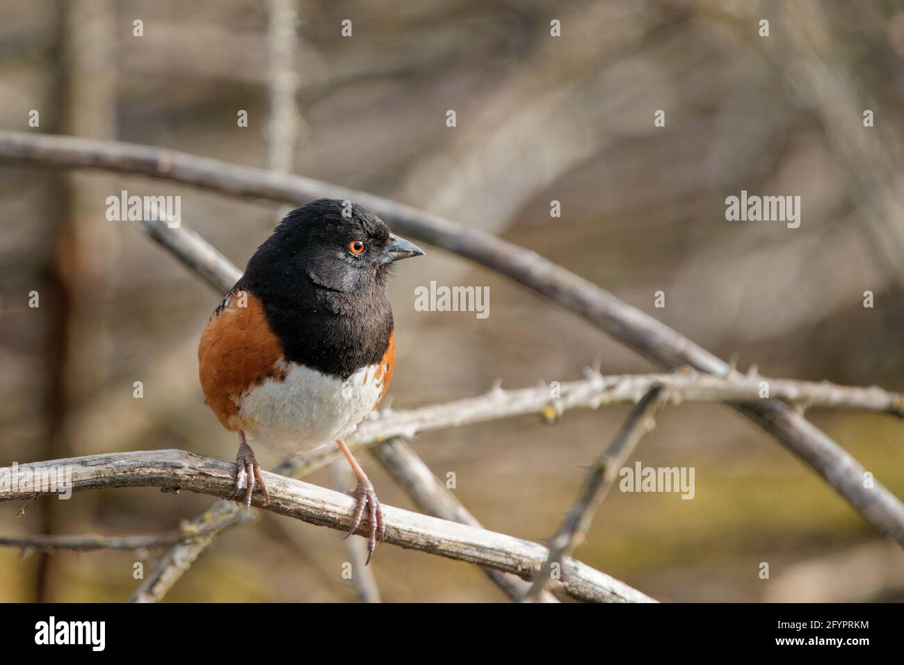 Towhee nest hi-res stock photography and images - Alamy