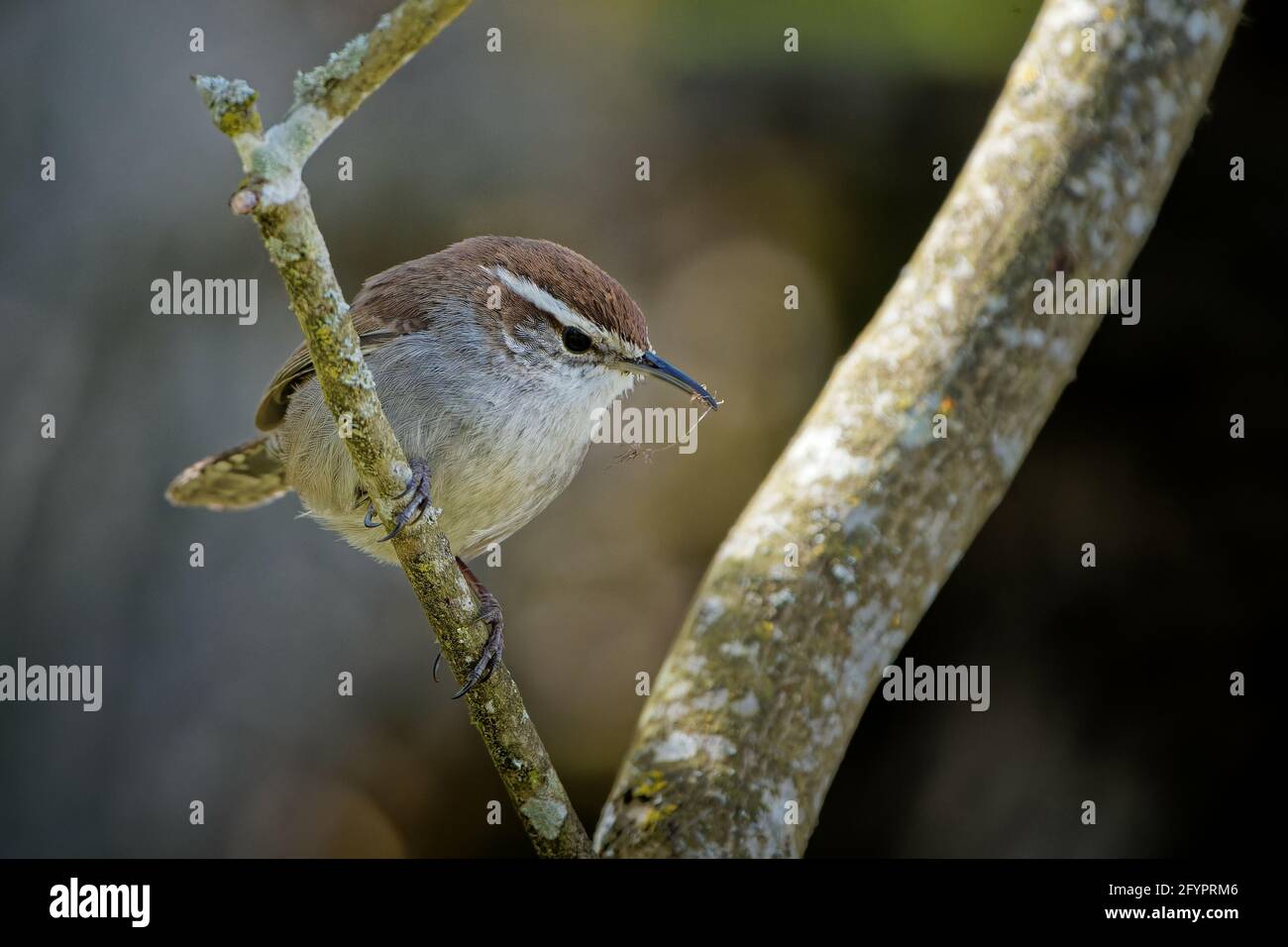Closeup shot of a Eurasian wren sitting on a twig Stock Photo - Alamy