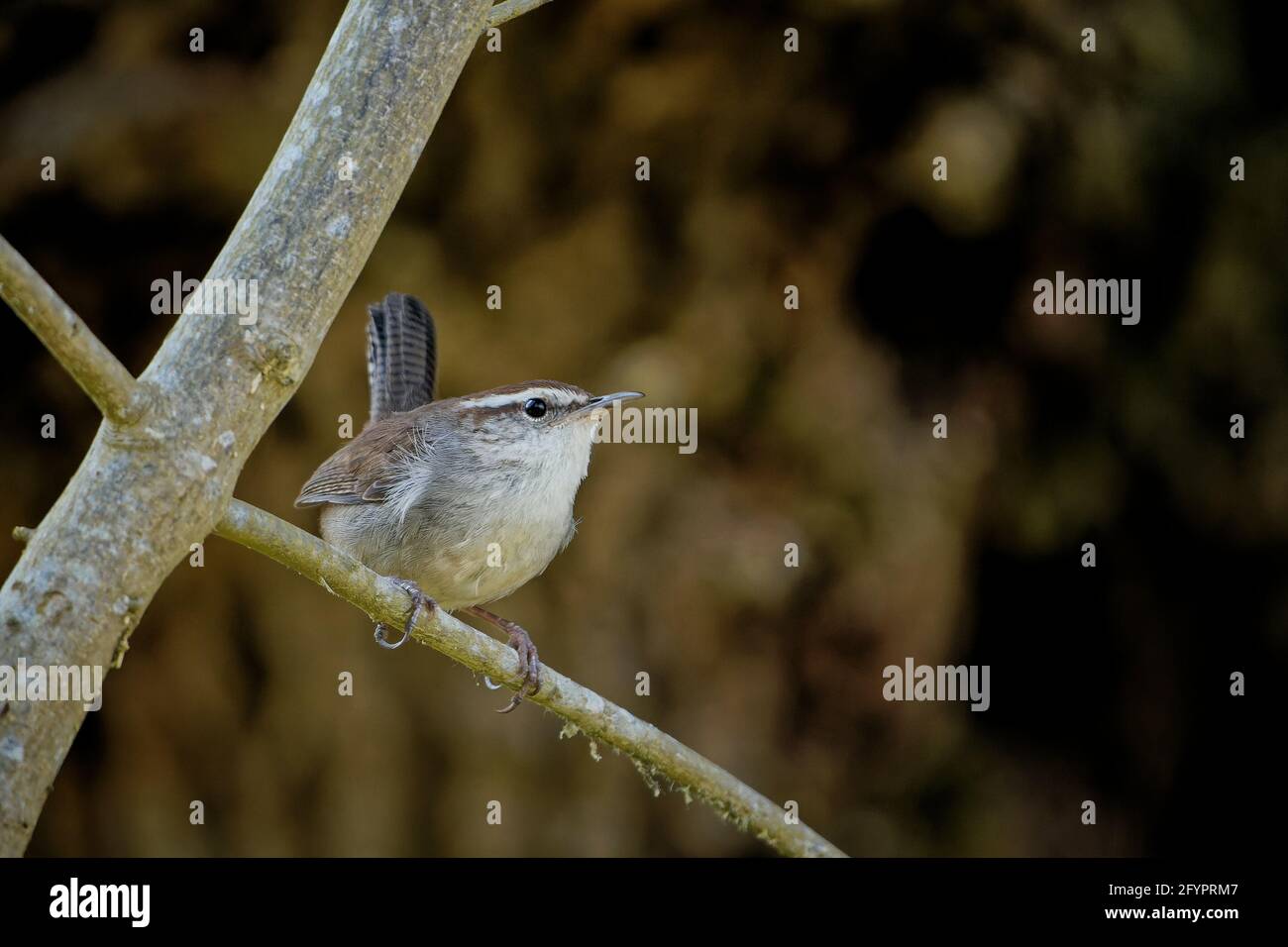 Closeup shot of a Eurasian wren sitting on a twig Stock Photo - Alamy