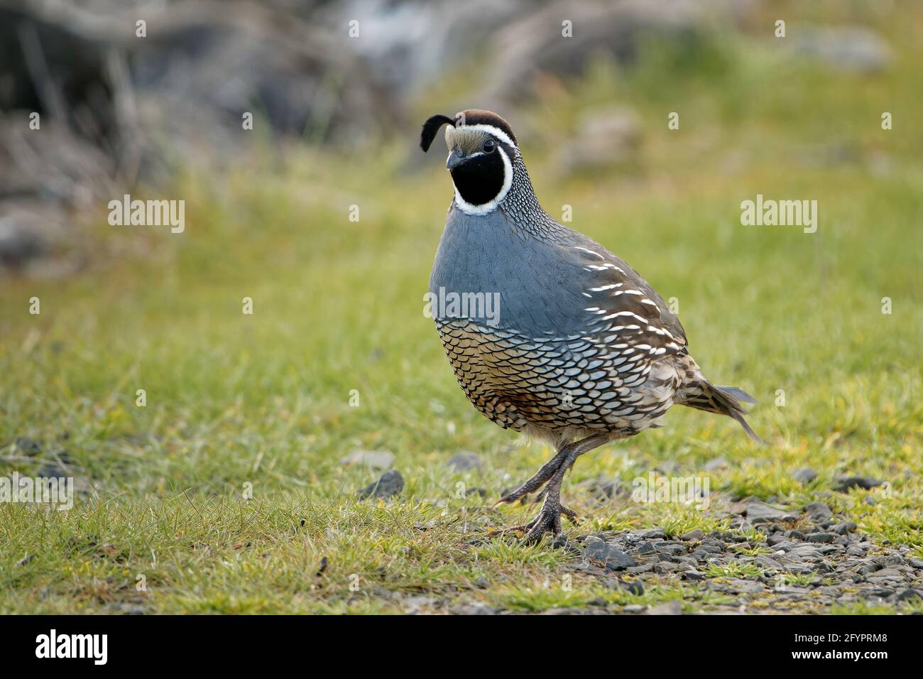 Closeup shot of a cute California quail Stock Photo - Alamy
