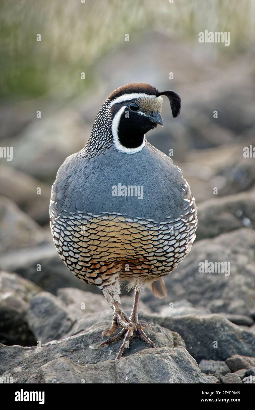 Vertical shot of a cute California quail Stock Photo - Alamy