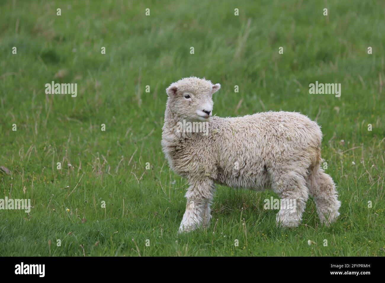 Romneyschaf / Romney sheep / Ovis Stock Photo - Alamy