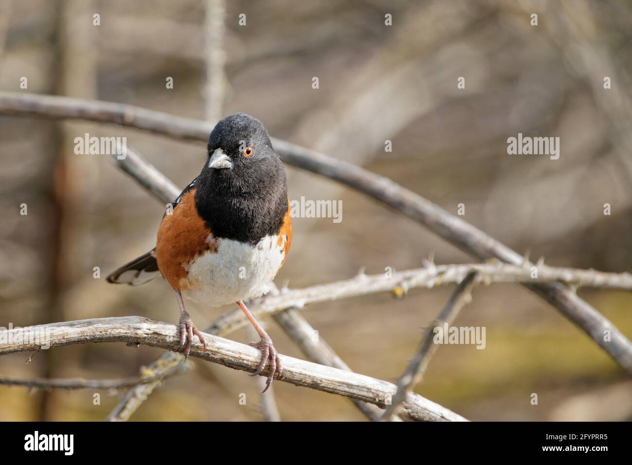 Towhee nest hi-res stock photography and images - Alamy