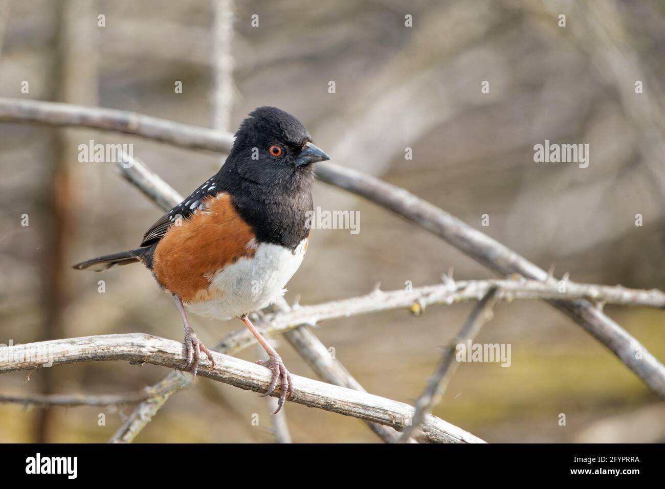 Towhee nest hi-res stock photography and images - Alamy