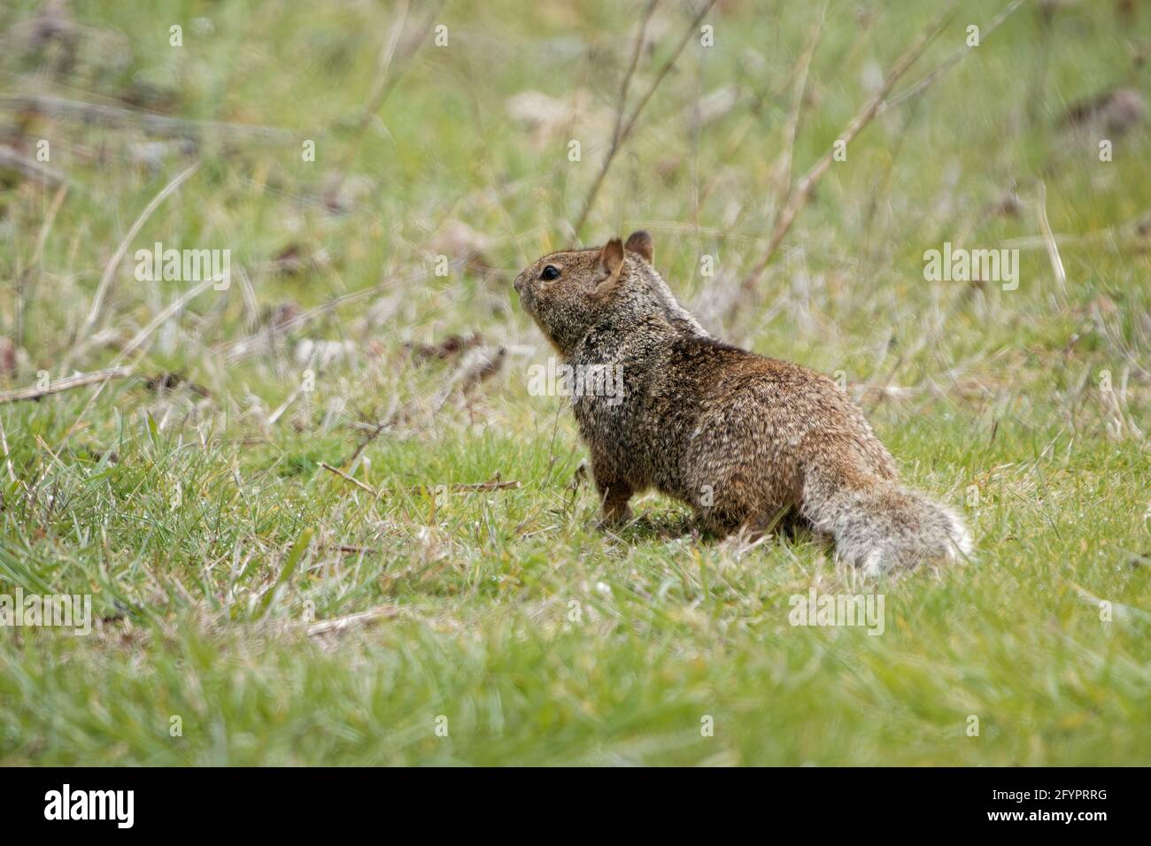 Shot california ground squirrel hi-res stock photography and images - Alamy