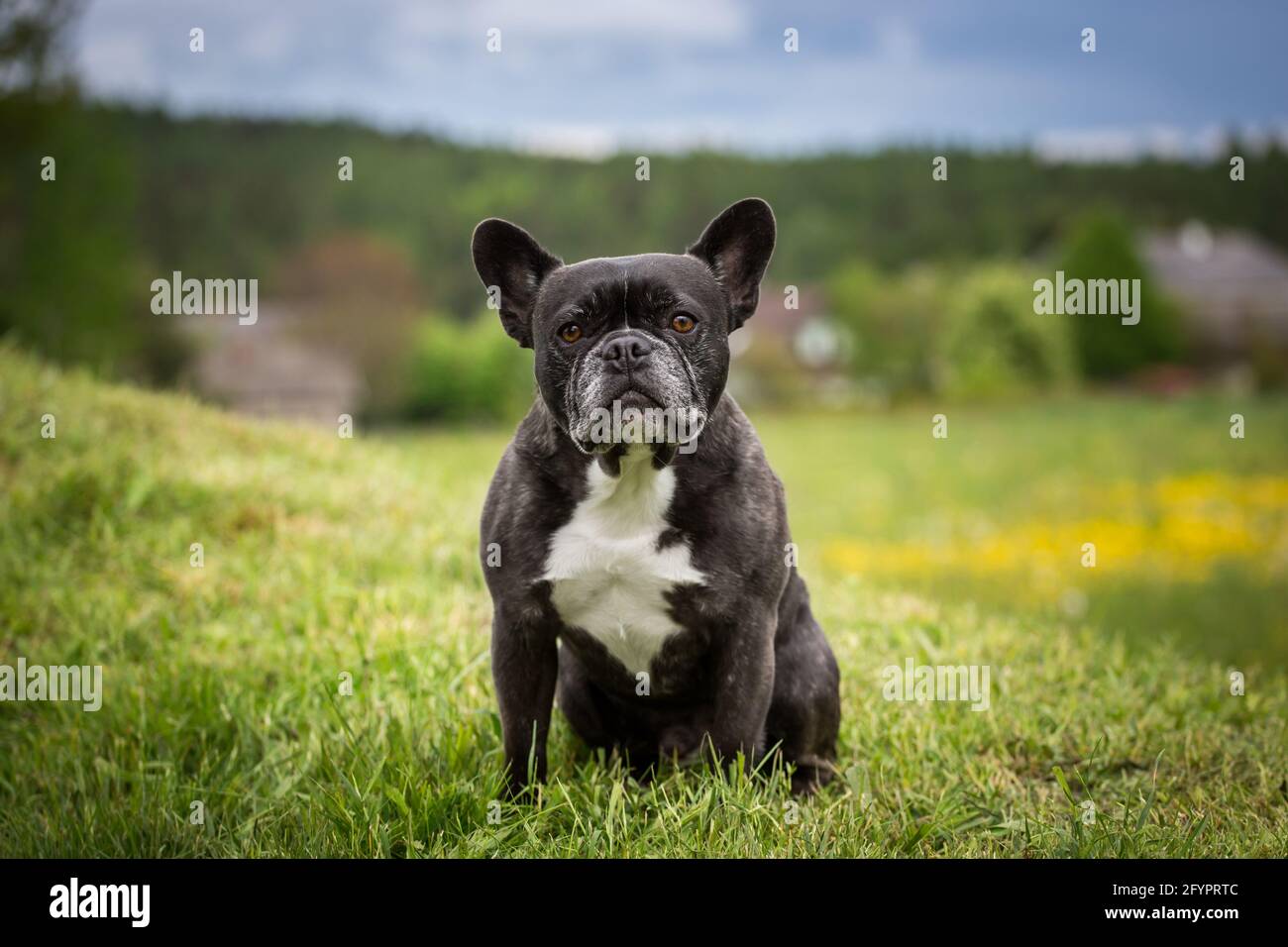 Sitting french bulldog hi-res stock photography and images - Alamy
