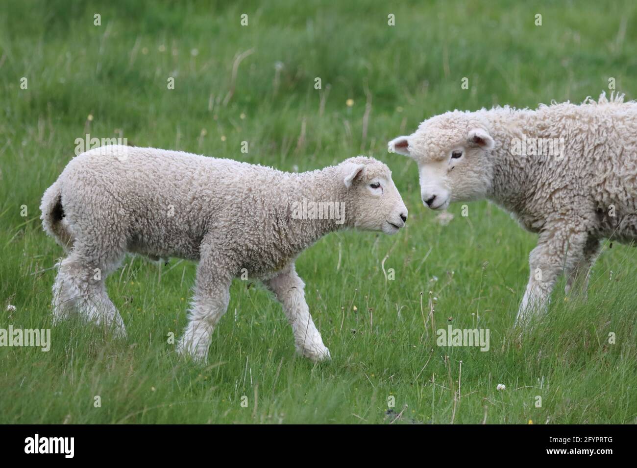 Romneyschafe hi-res stock photography and images - Alamy