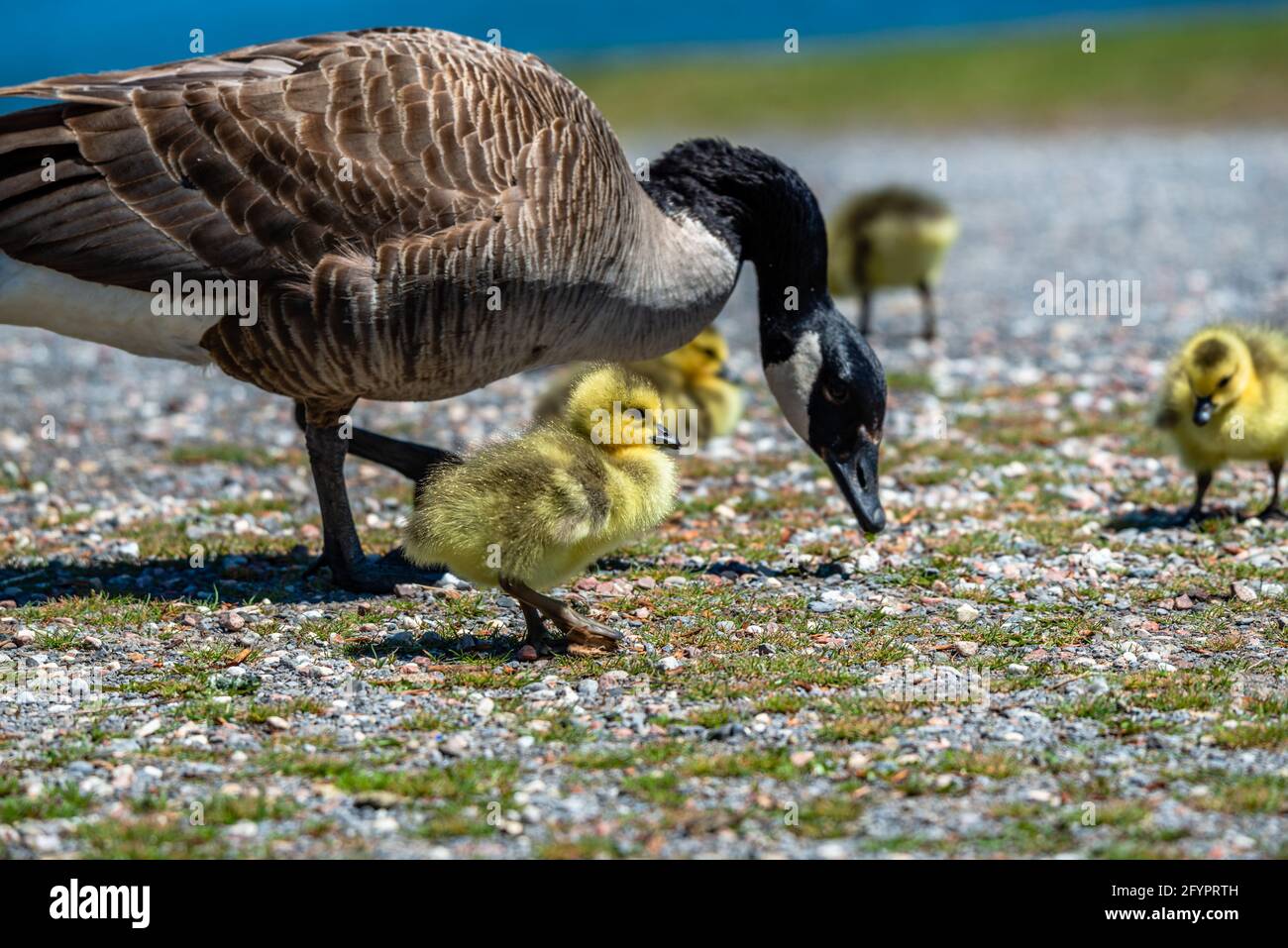 Little goslings hi-res stock photography and images - Alamy