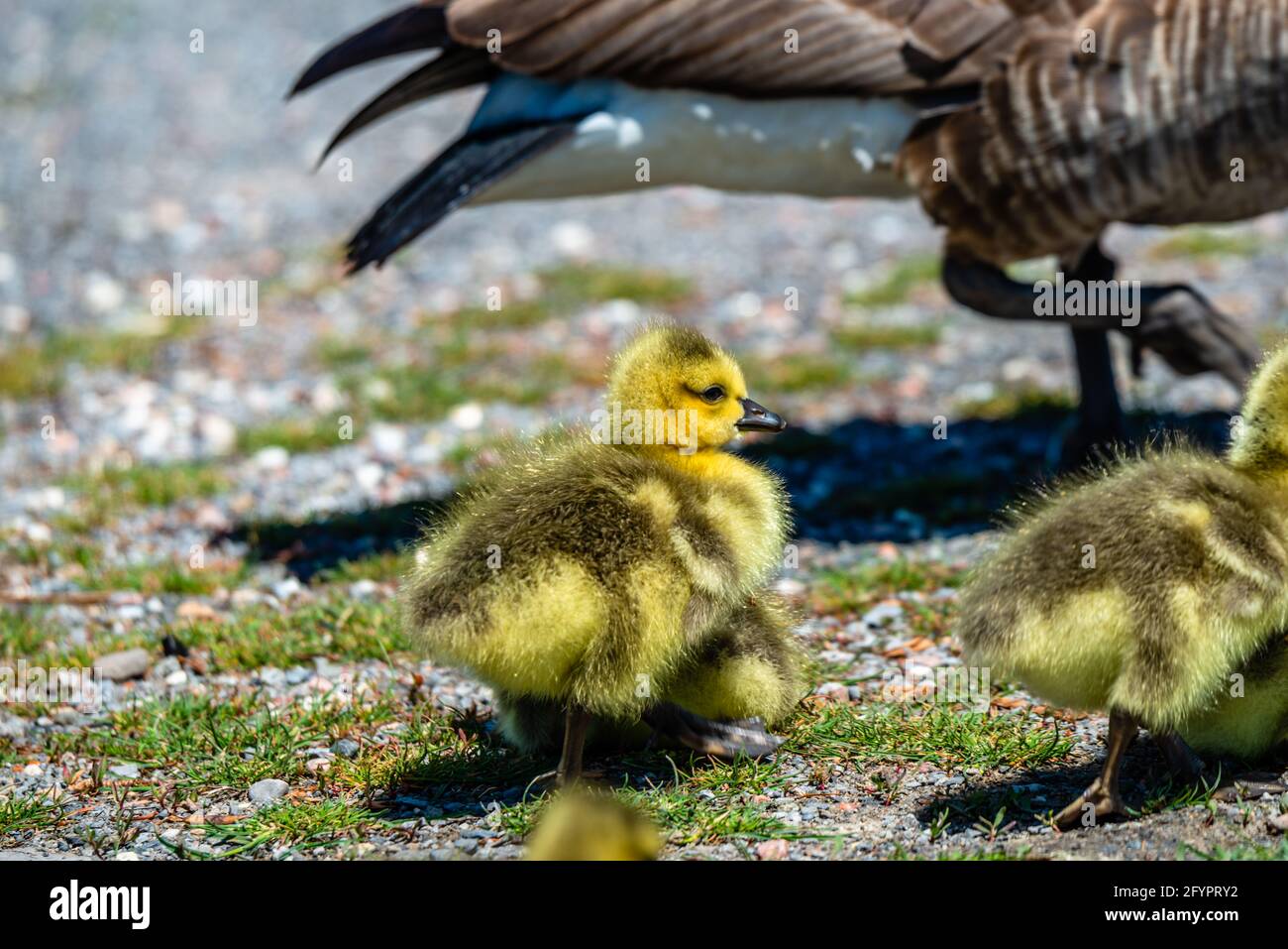 Little goslings hi-res stock photography and images - Alamy