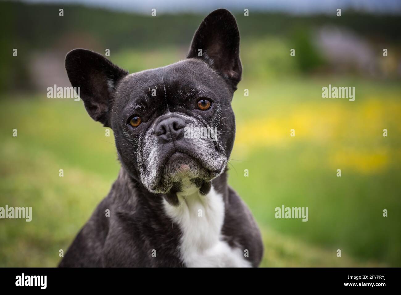 French breed dog hi-res stock photography and images - Alamy