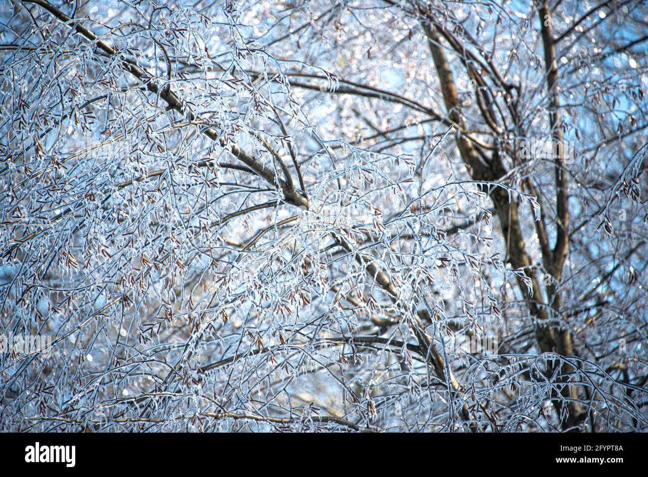 Ice covered trees with light refraction rainbows Stock Photo - Alamy