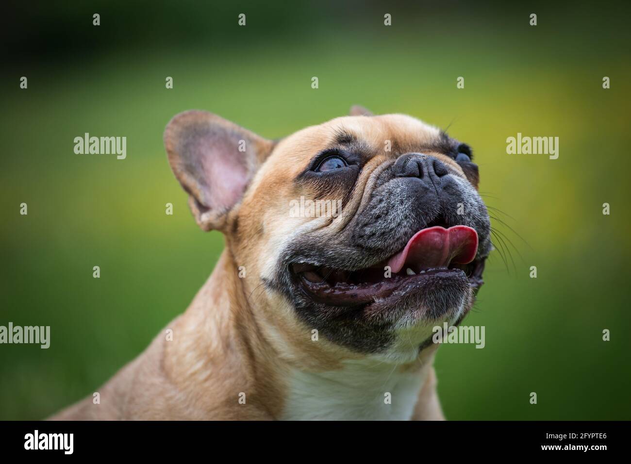 French Bulldog, brachycephalic nose Stock Photo - Alamy