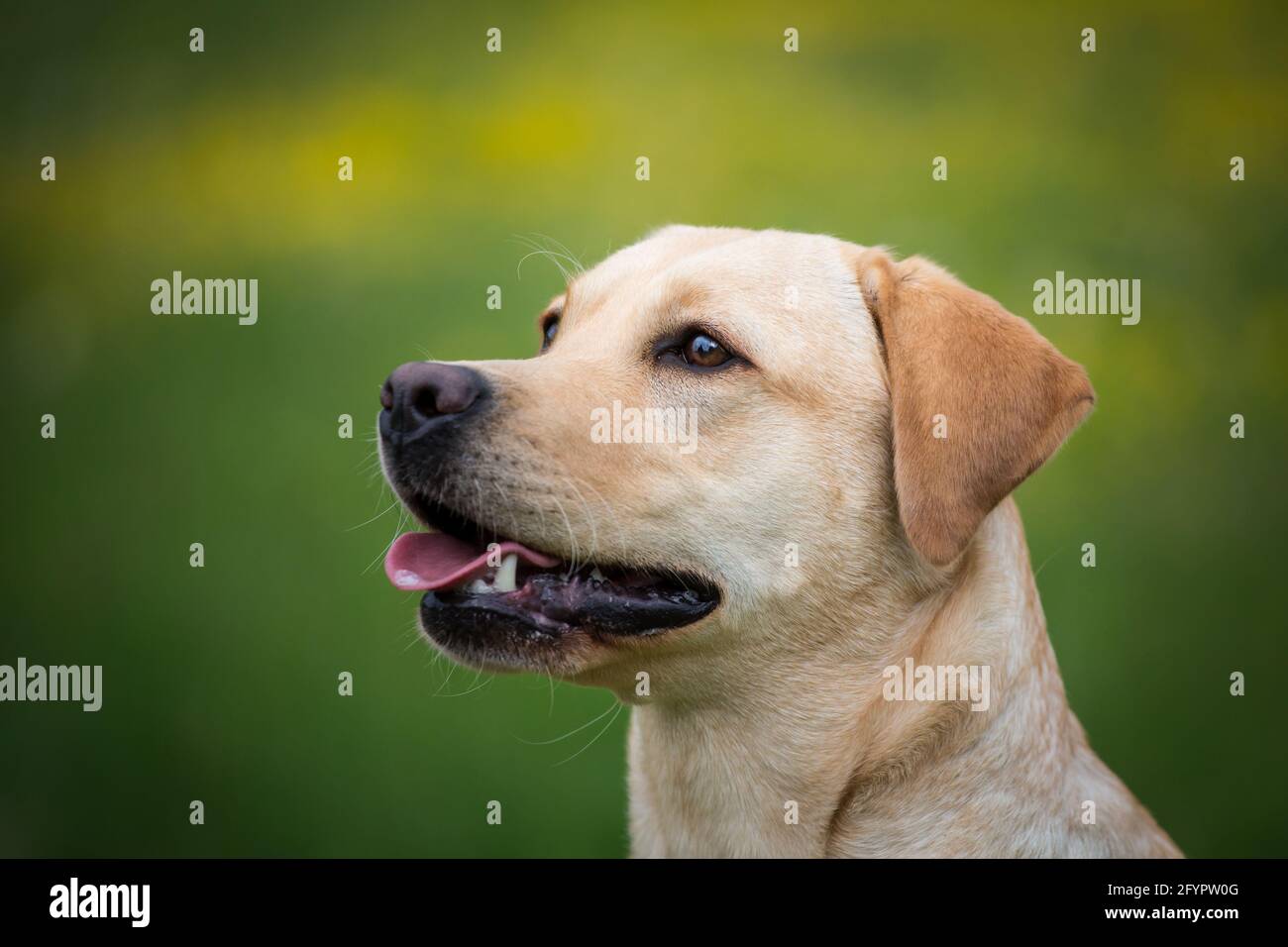 Labrador head hi-res stock photography and images - Alamy