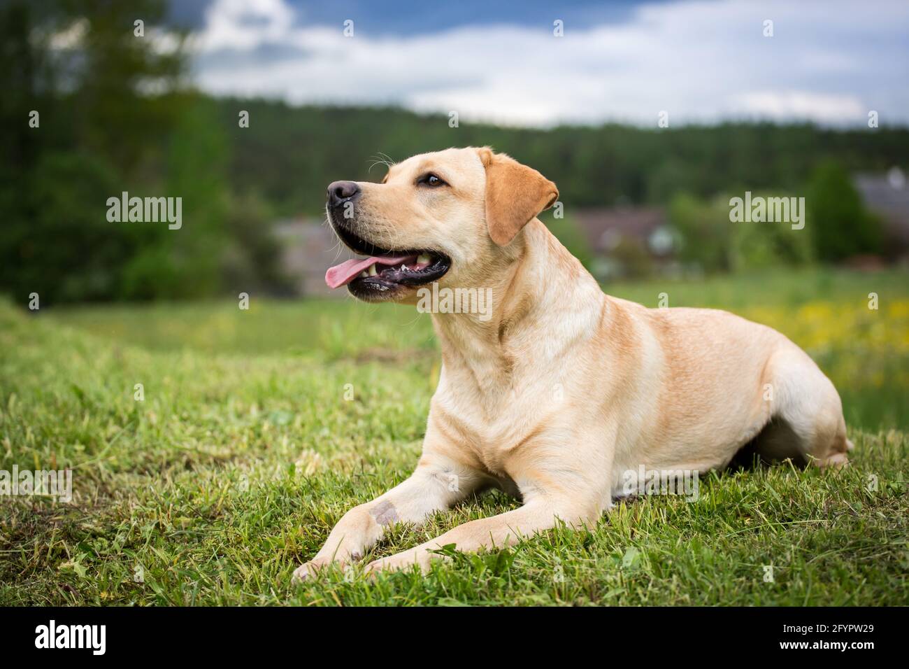 Breed of labrador retriever hi-res stock photography and images - Alamy