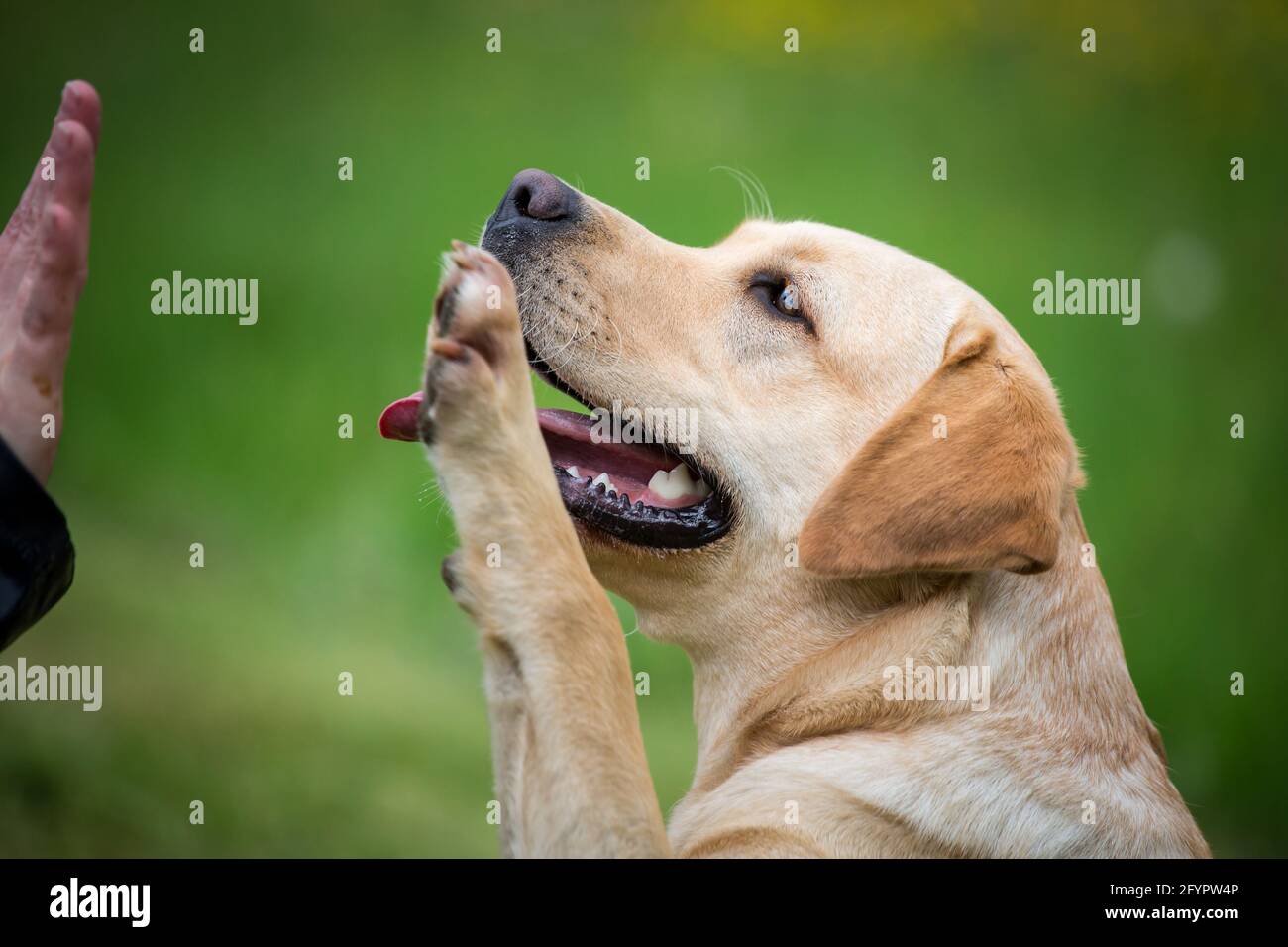 Labrador paw hi-res stock photography and images - Alamy