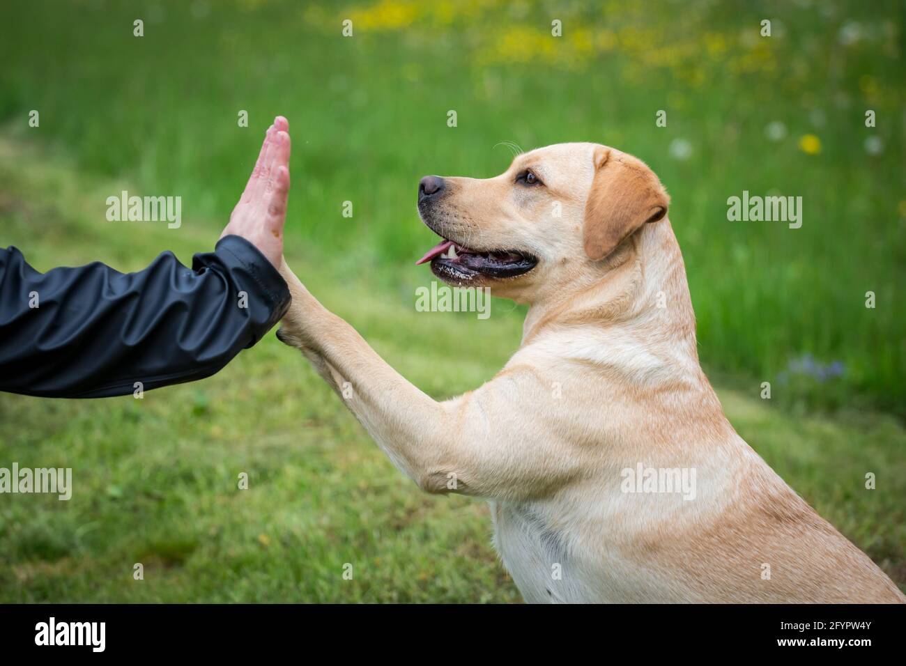 Yellow Labrador Retriever giving the paw Stock Photo - Alamy