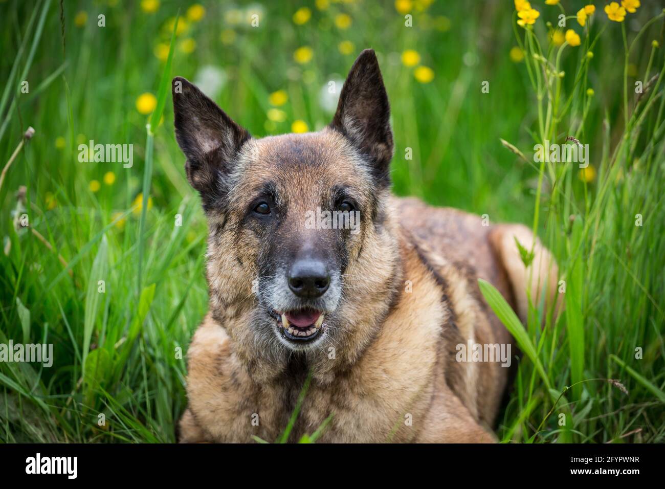 Old Belgian Shepherd Dog (Malinois) in the flower field Stock Photo - Alamy