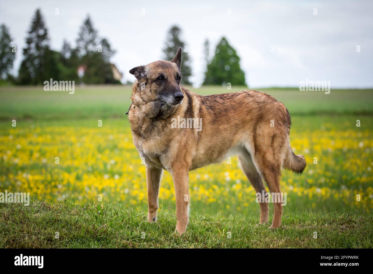 Old Belgian Shepherd Dog (Malinois) standing Stock Photo - Alamy