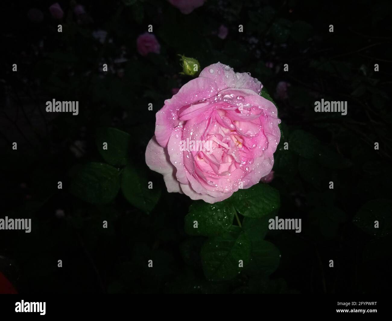 Rose in rainy night. Petals covered by small drops of water Stock Photo ...