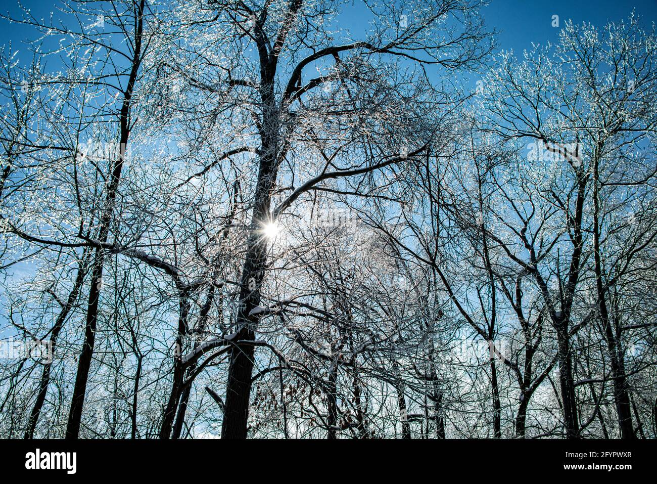 Ice covered trees with light refraction rainbows Stock Photo - Alamy