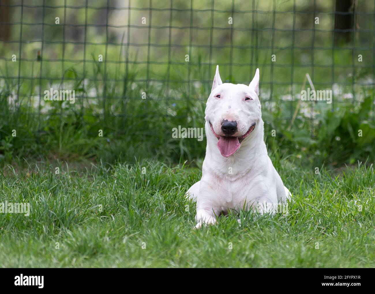 Red and white miniature bull terrier hi-res stock photography and ...