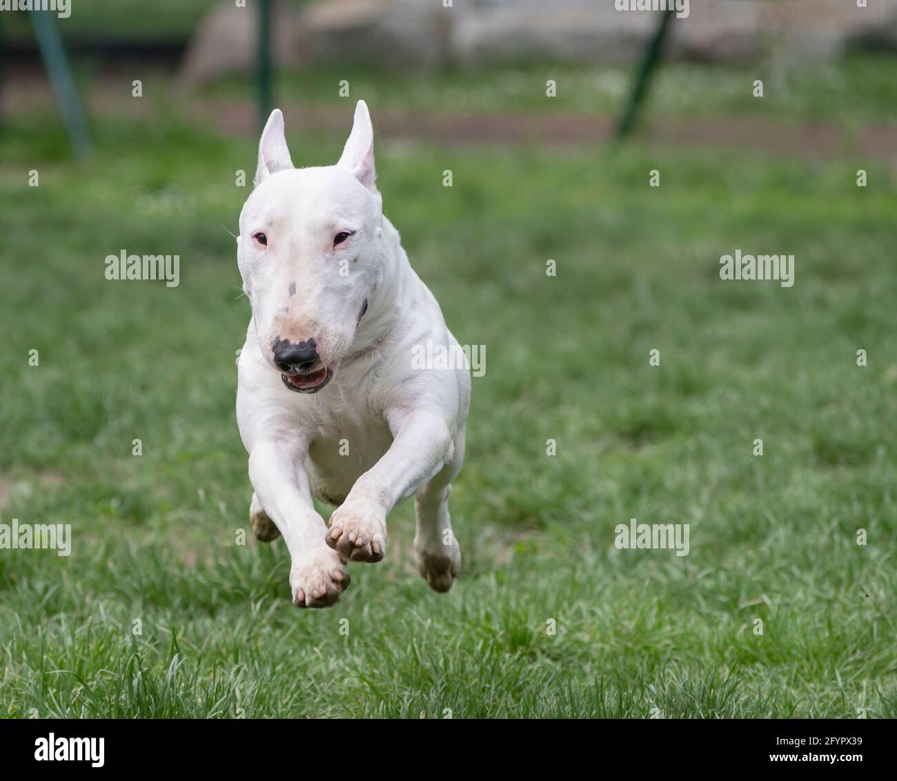 Red and white miniature bull terrier hi-res stock photography and ...