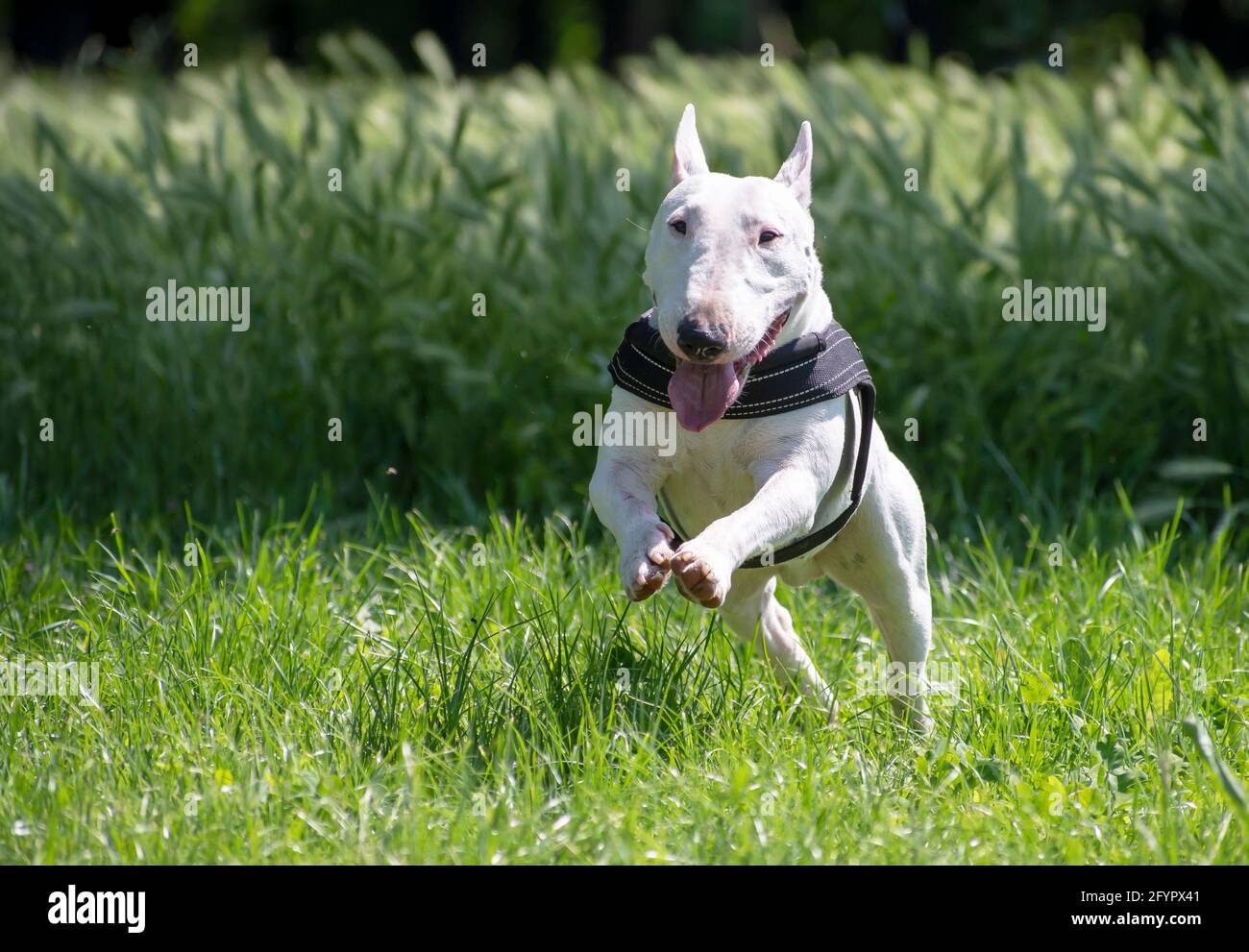Red and white miniature bull terrier hi-res stock photography and ...