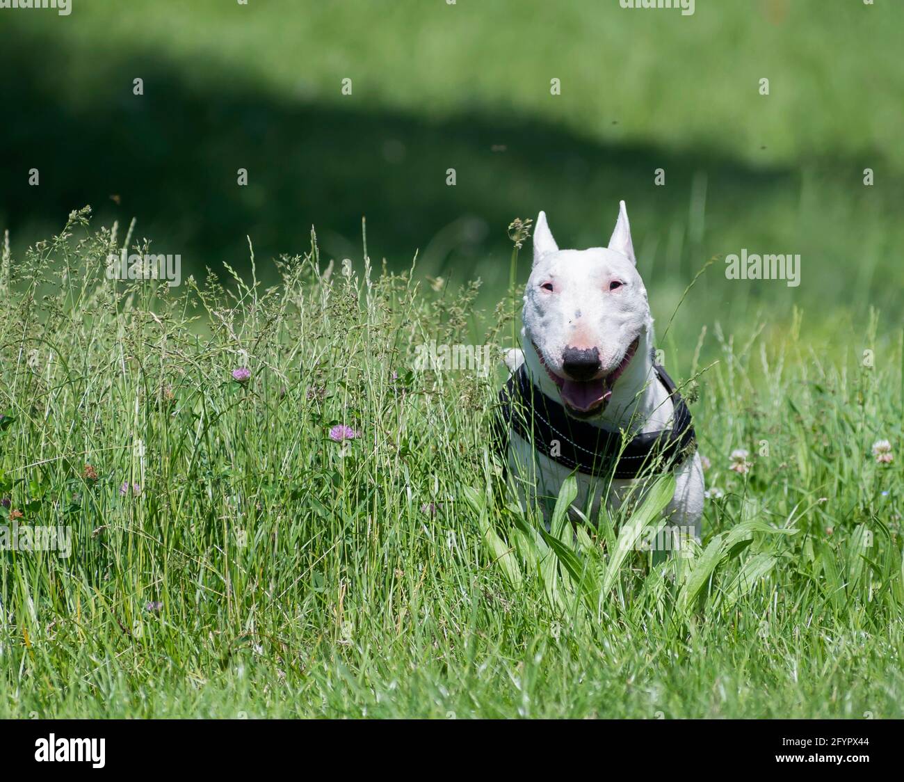 Miniature bull terrier hi-res stock photography and images - Alamy