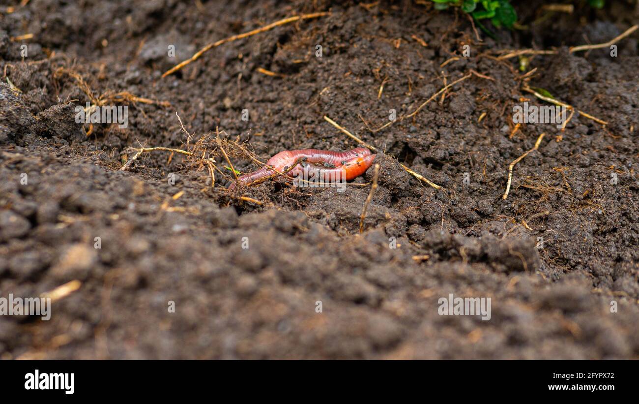 Vermiculture hi-res stock photography and images - Alamy