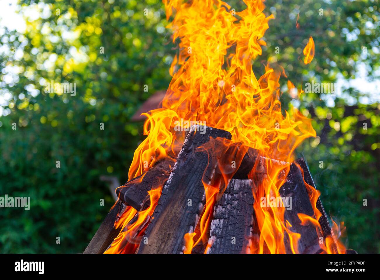 Large bonfire on the background of trees. Bright petals of fire on a ...