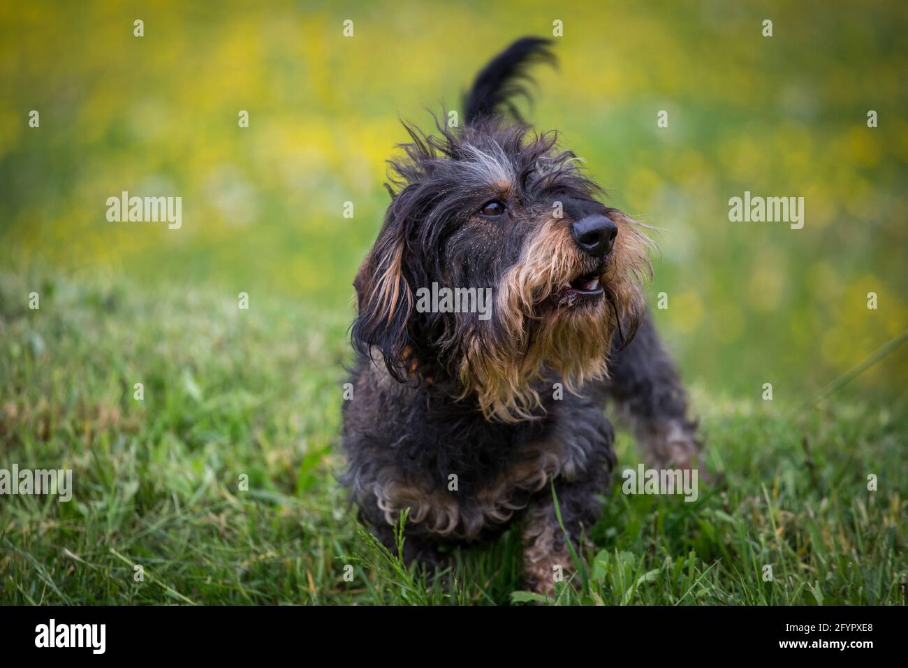 Teckel dachshund hi-res stock photography and images - Alamy