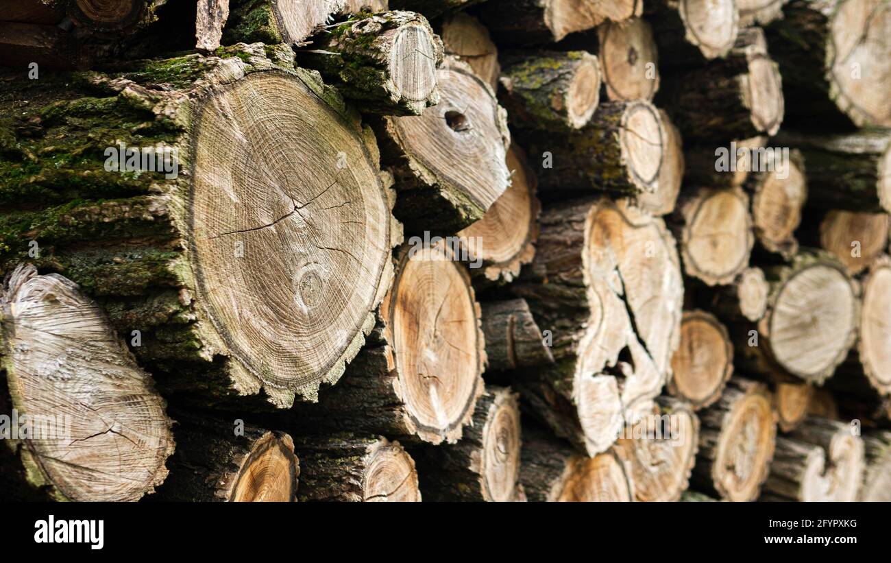Dry chopped hemp. Wood background. Hemp with bark Stock Photo - Alamy