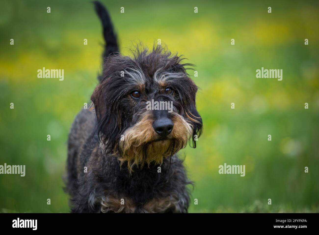 Teckel dachshund hi-res stock photography and images - Alamy