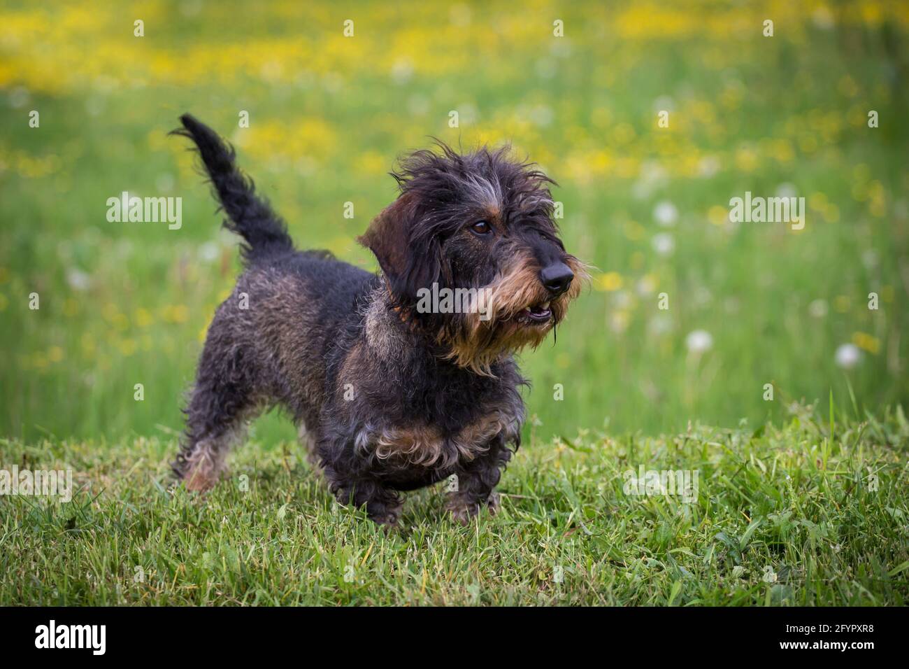 Teckel dachshund hunting hi-res stock photography and images - Alamy