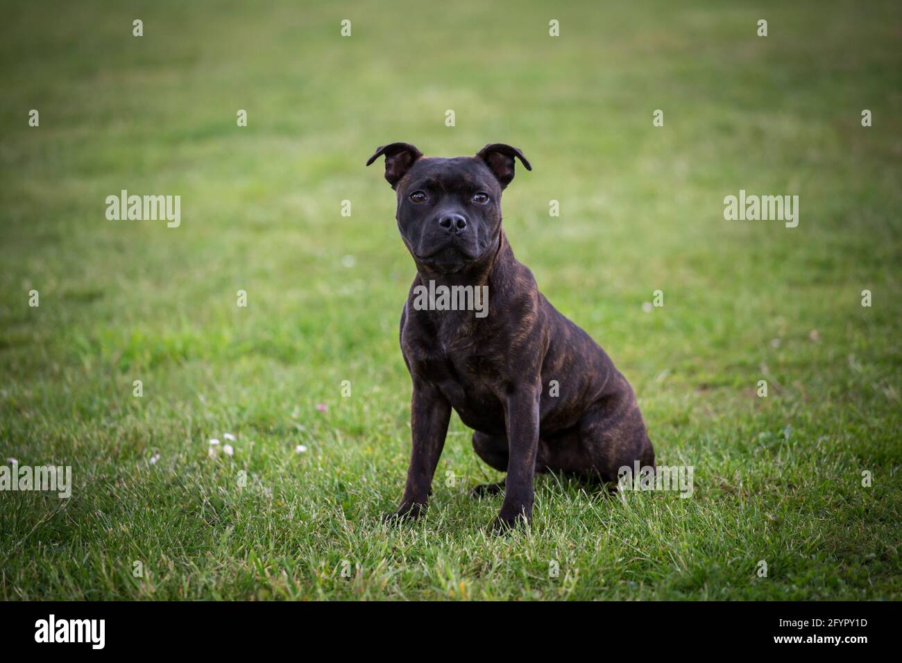 Staffbull hi-res stock photography and images - Alamy