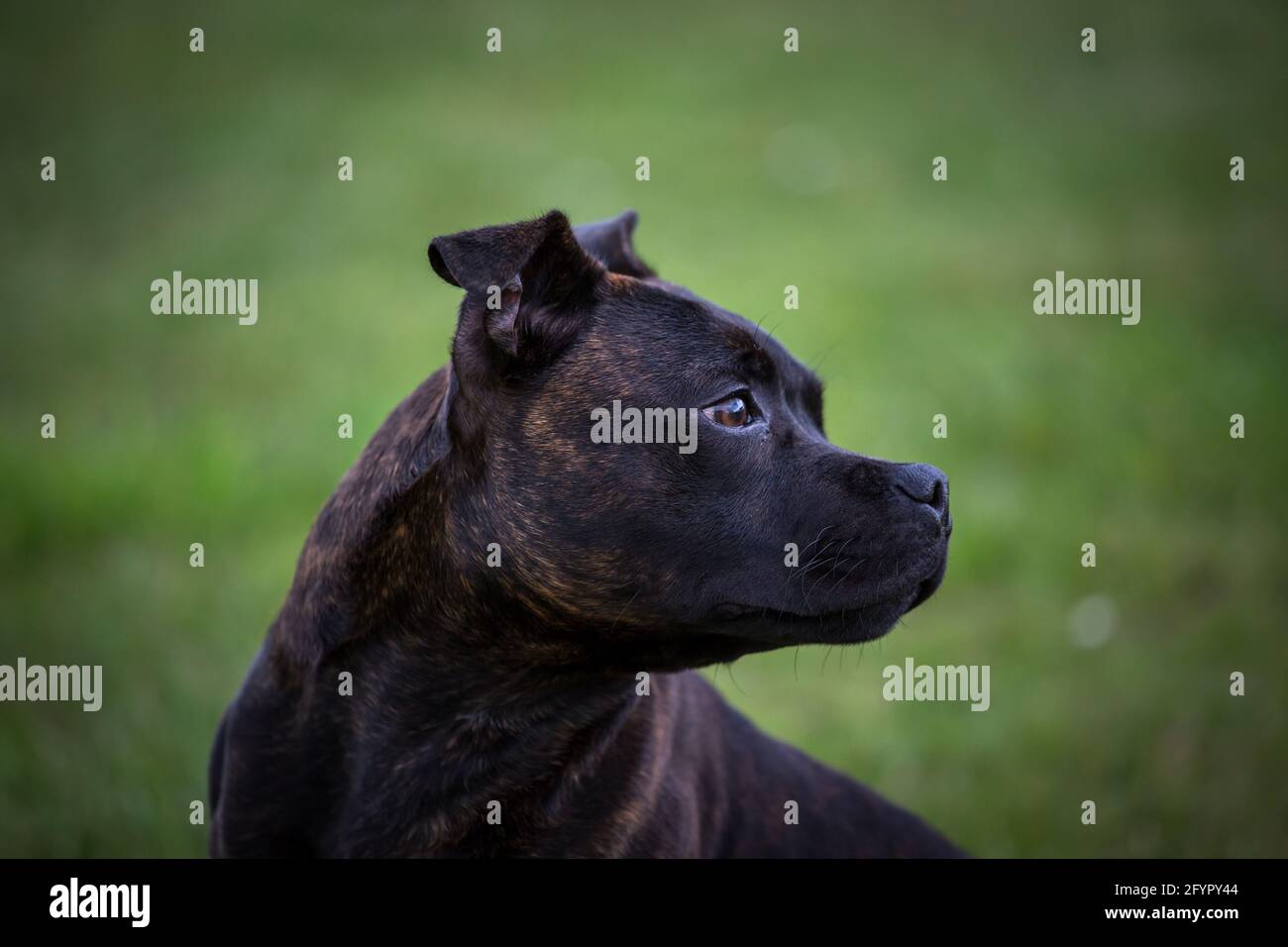 English staffordshire terrier hi-res stock photography and images - Alamy