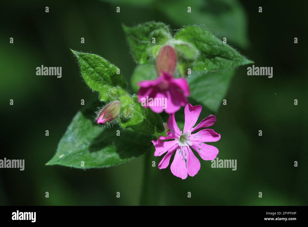Closeup shot of purple Catchflies on a blurred background Stock Photo ...