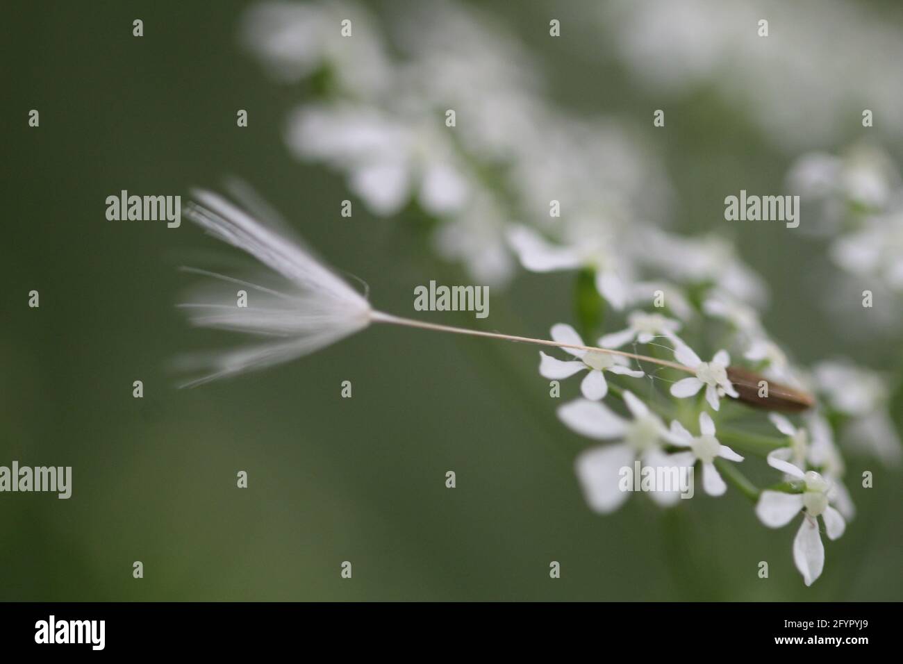 Closeup shot of a white Thale cress on a blurred background Stock Photo ...
