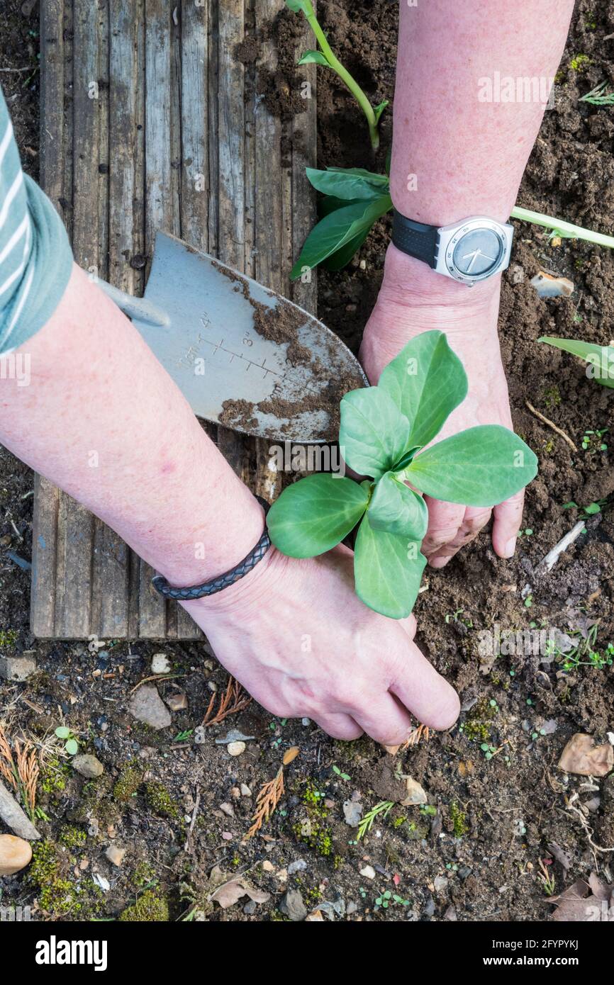Woman planting 'Bunyard's Exhibition' broad bean plants in a garden ...