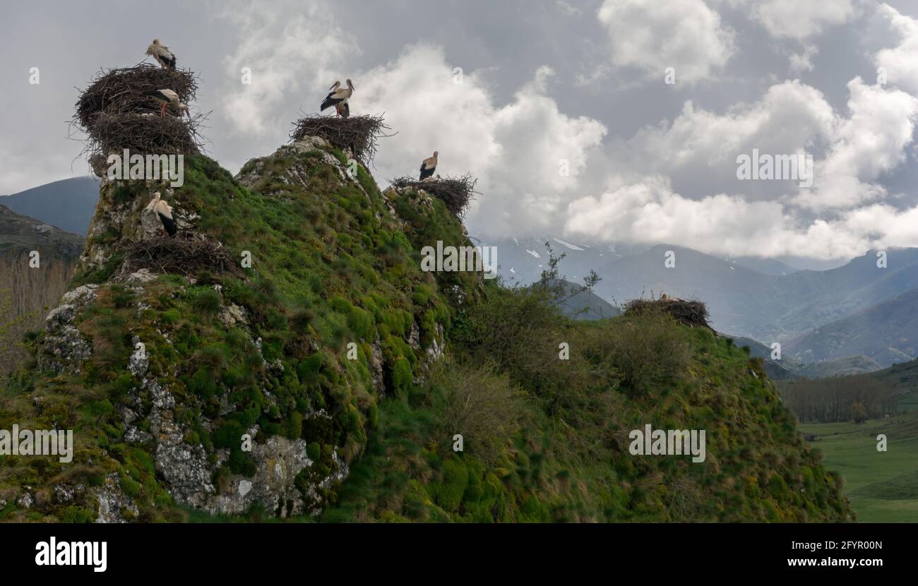 group of storks on their nests on the rock Stock Photo - Alamy
