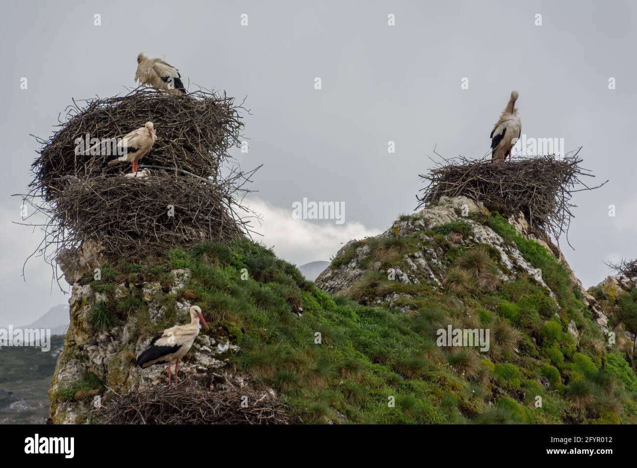 group of storks on their nests on the rock Stock Photo - Alamy