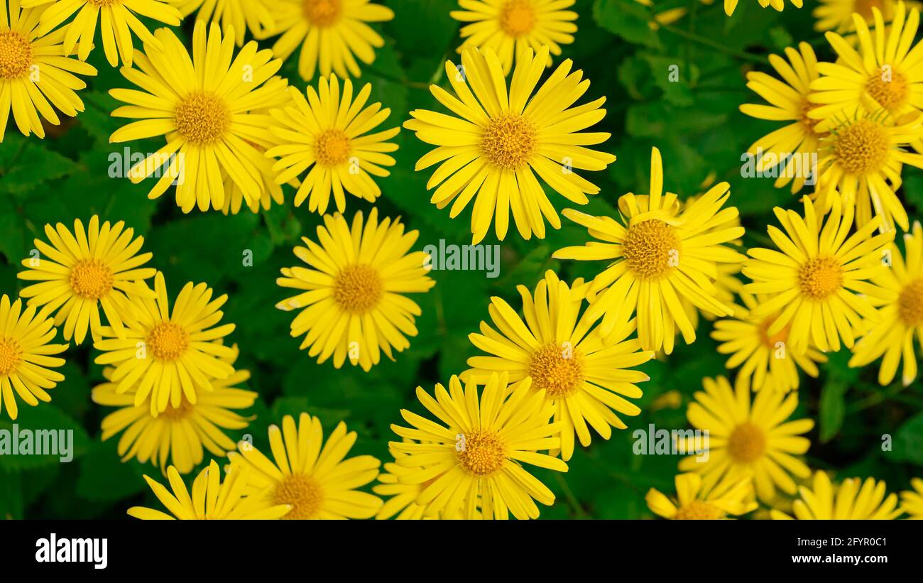 Beautiful chamomile top view, background from flowers with yellow ...