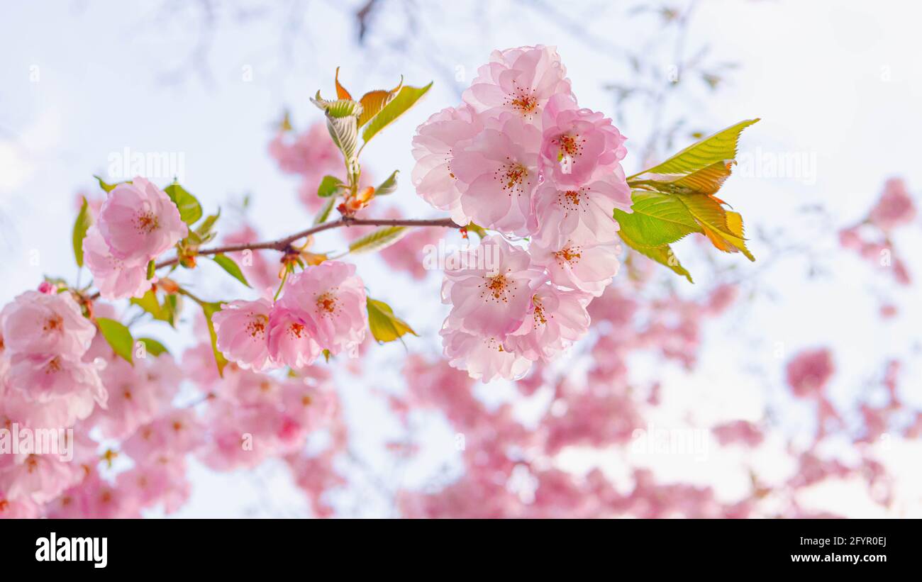 Sakura branch, cherry blossoms. Spring blooming sakura Stock Photo - Alamy