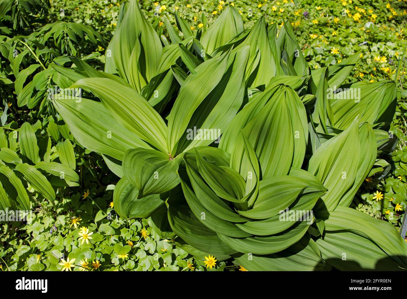 Veratrum lobelianum is a species of flowering plant belonging to the ...