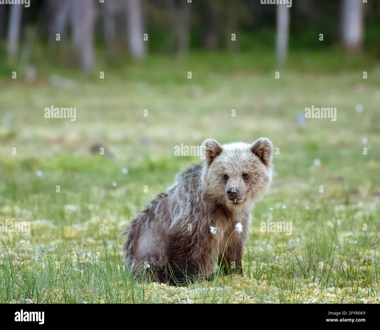 Looking young brown bear sitting on a Finnish bog Stock Photo - Alamy