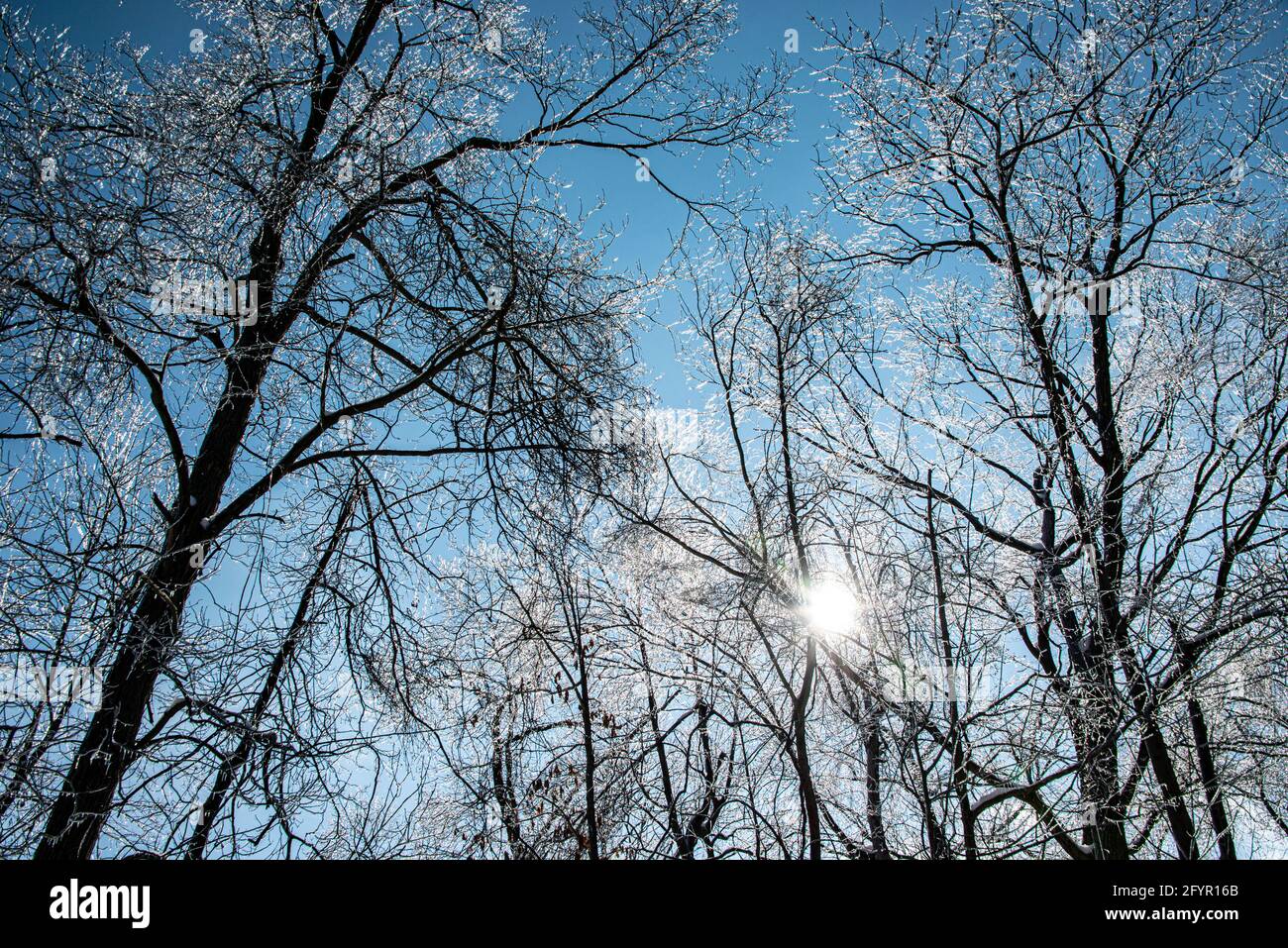 Ice covered trees with light refraction rainbows Stock Photo - Alamy