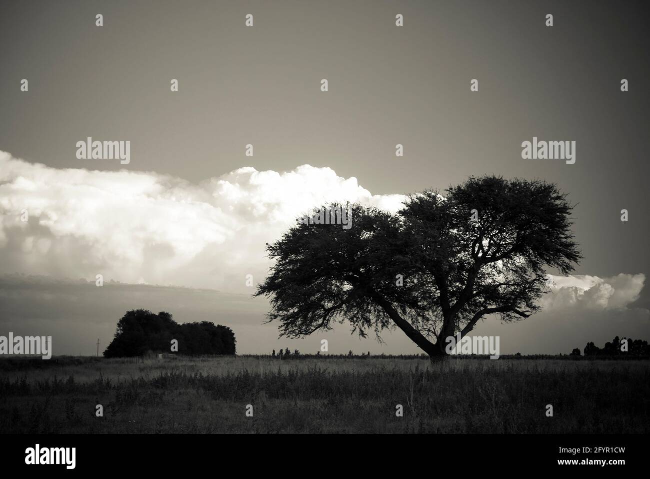 Calden, Prosopis Caldenia) in Pampas landscape, typical tree of the ...