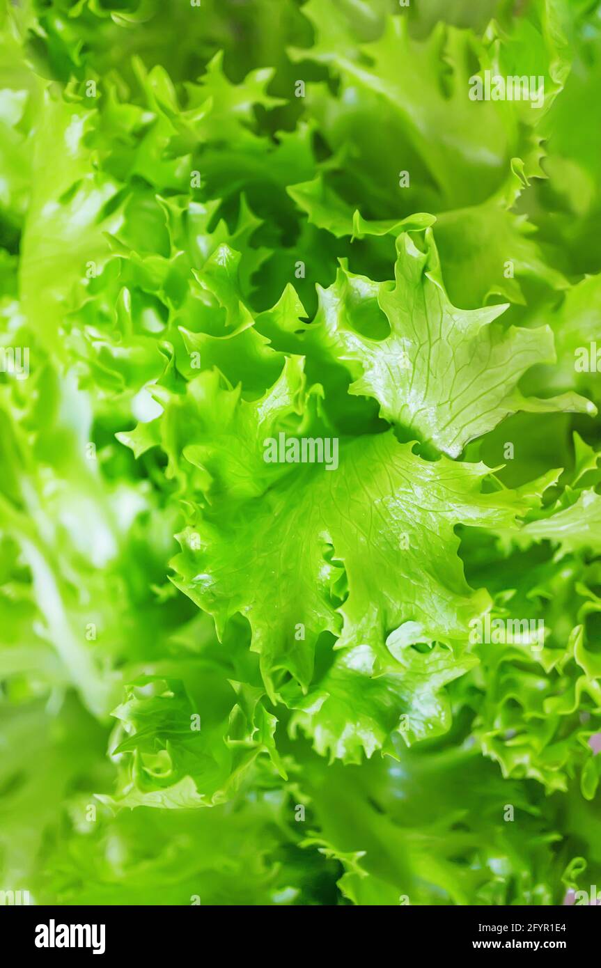 Food background of growing lettuce leaves. Lettuce on the garden bed of ...