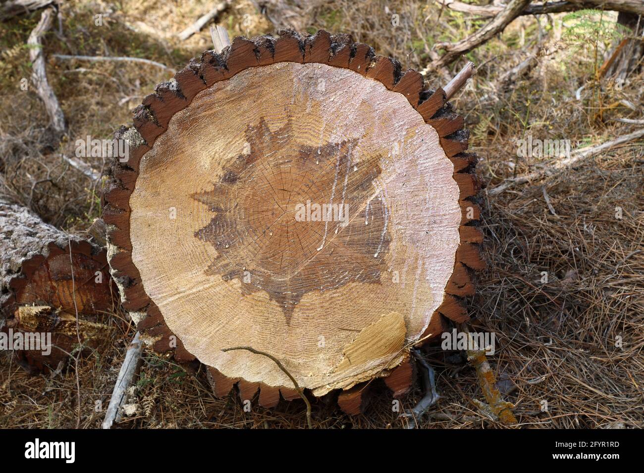 Baumstämme Neuseeland / Tree trunks New Zealand Stock Photo - Alamy